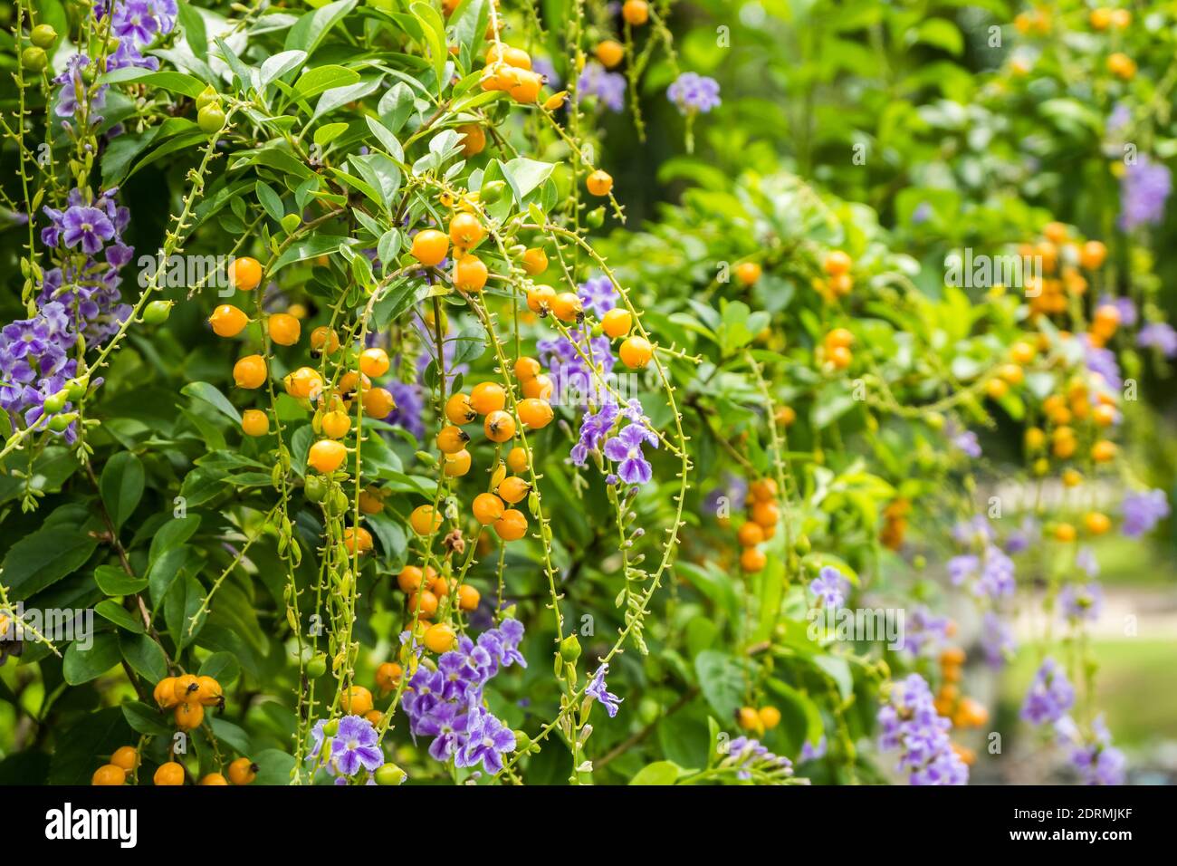 Duranta Repens High Resolution Stock Photography and Images - Alamy