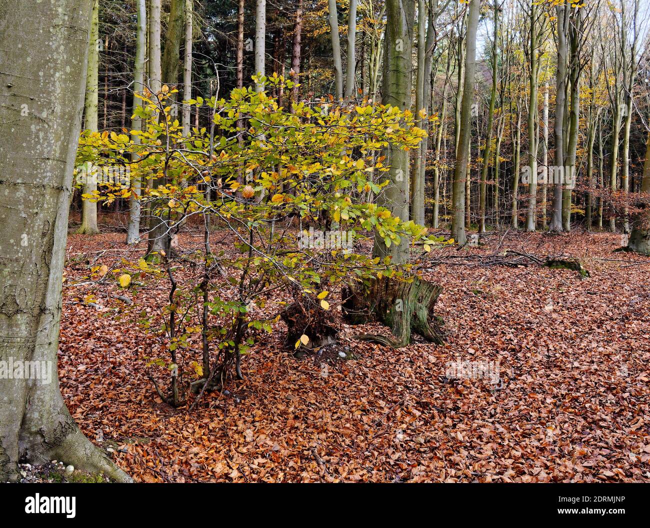 Deep leaf litter hi-res stock photography and images - Alamy