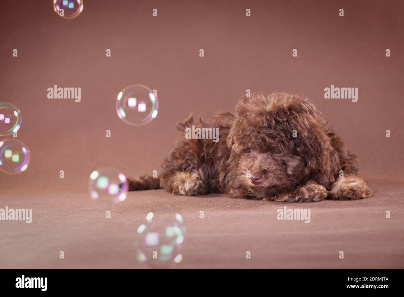 Little cute puppy of the Russian colored lapdog breed on a brown ...
