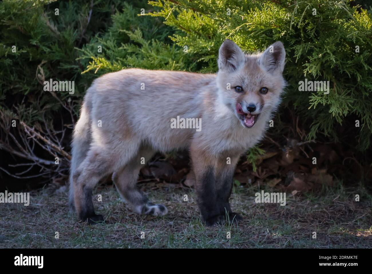 Fox in bush hi-res stock photography and images - Alamy