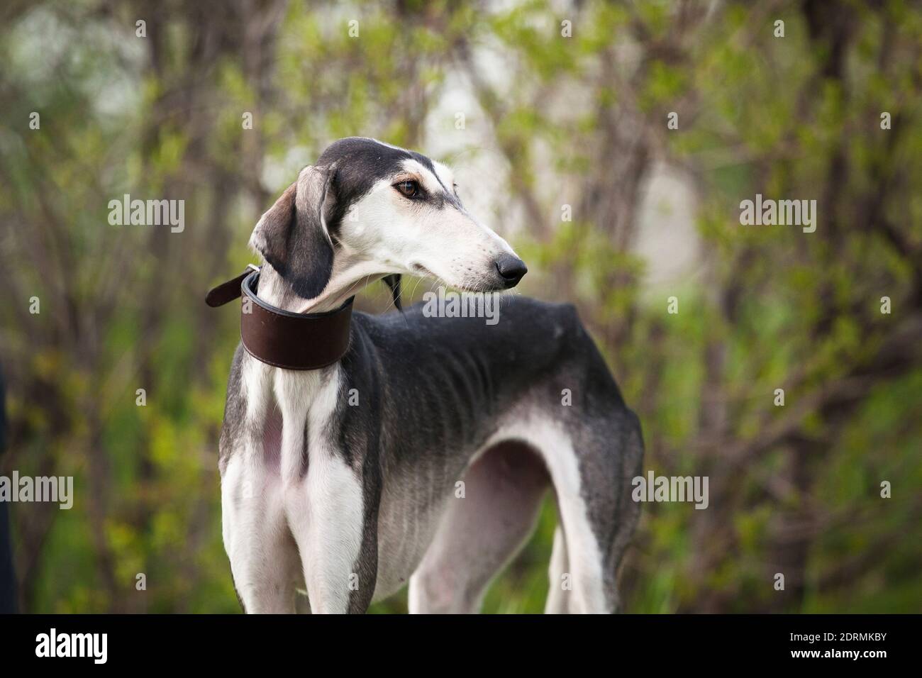 Saluki (Persian greyhound, gazelle dog) - a breed of greyhound dogs, is ...