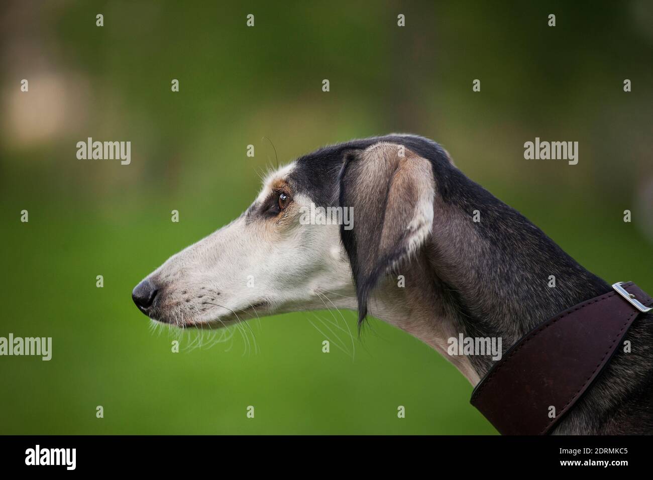 Saluki (Persian greyhound, gazelle dog) - a breed of greyhound dogs, is ...