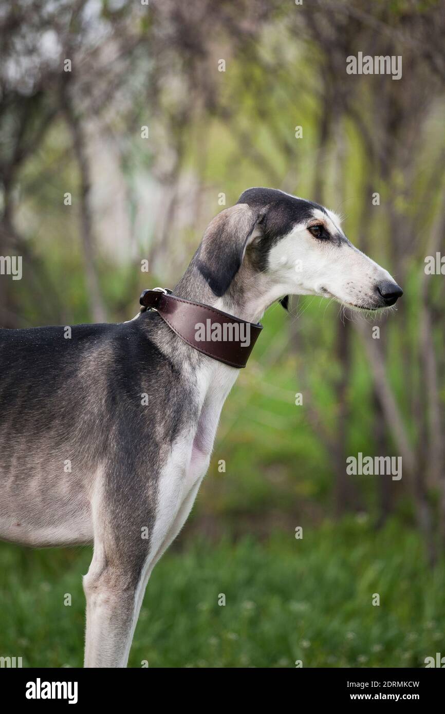 Saluki greyhound hi-res stock photography and images - Alamy