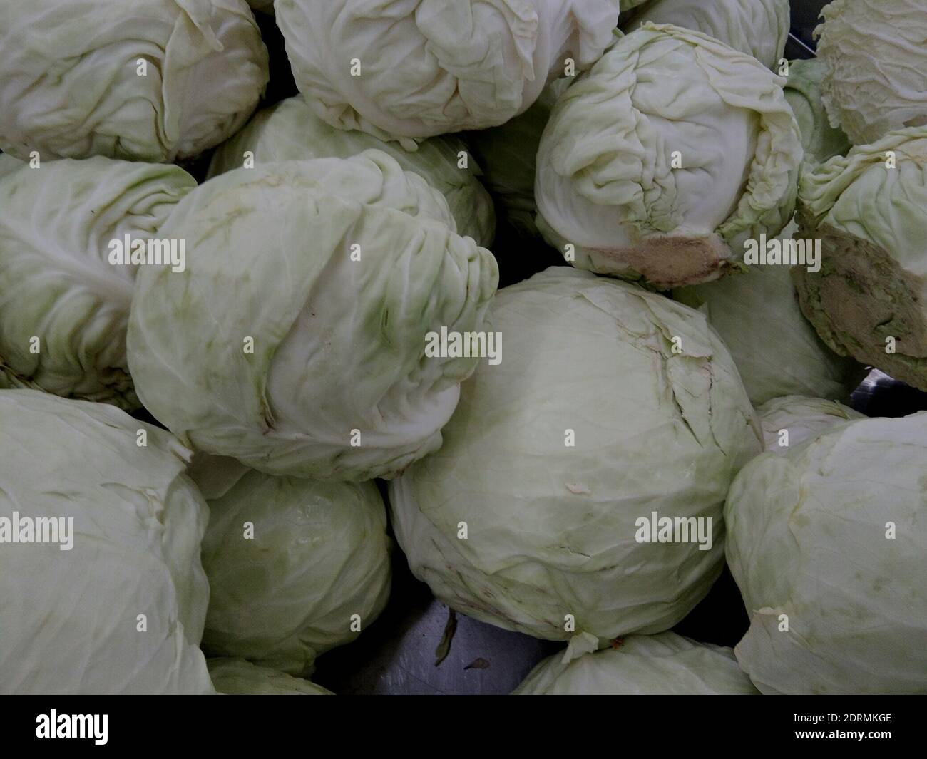 Cabagge hi-res stock photography and images - Alamy