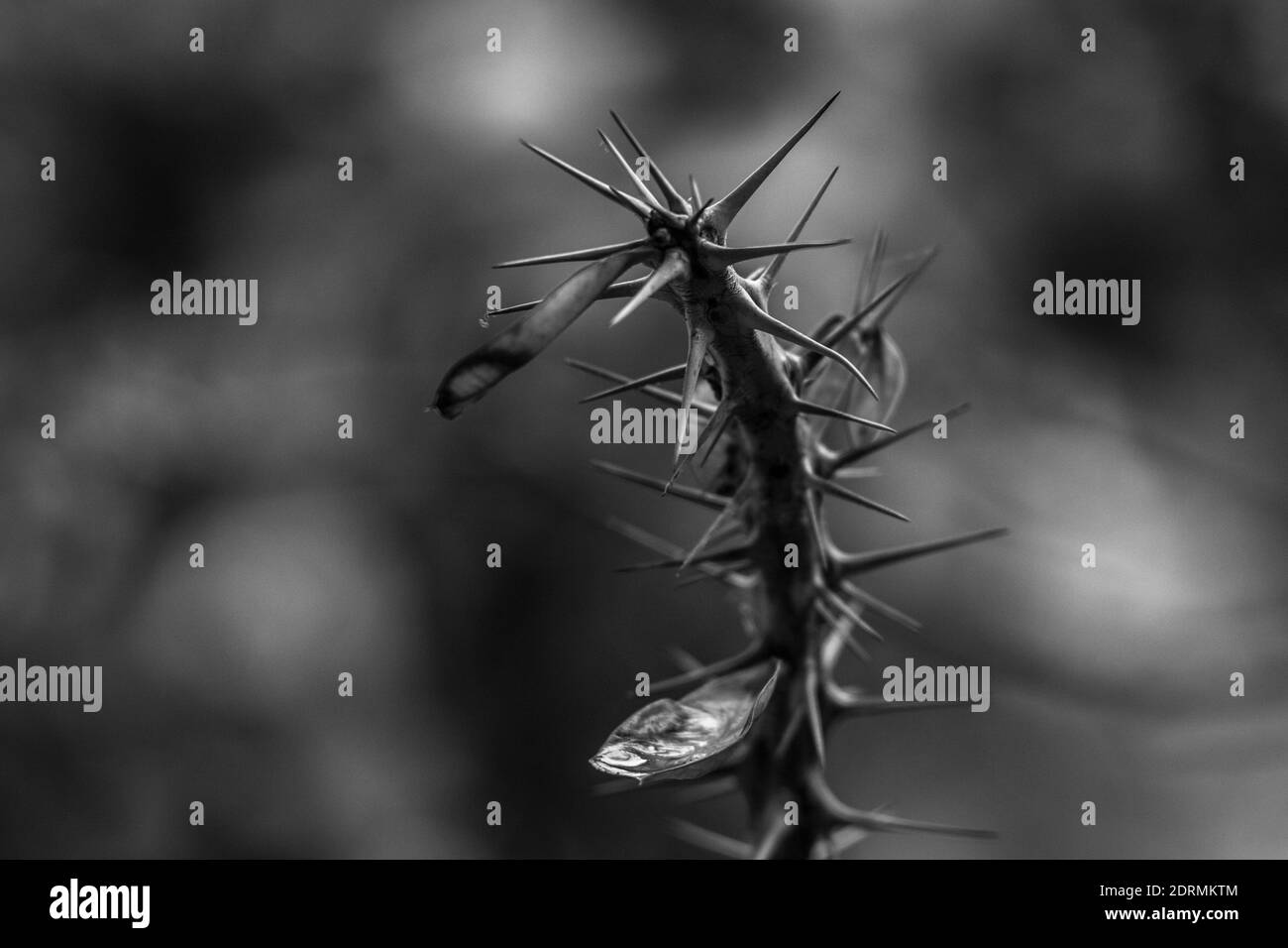 Species of insect Black and White Stock Photos & Images - Alamy