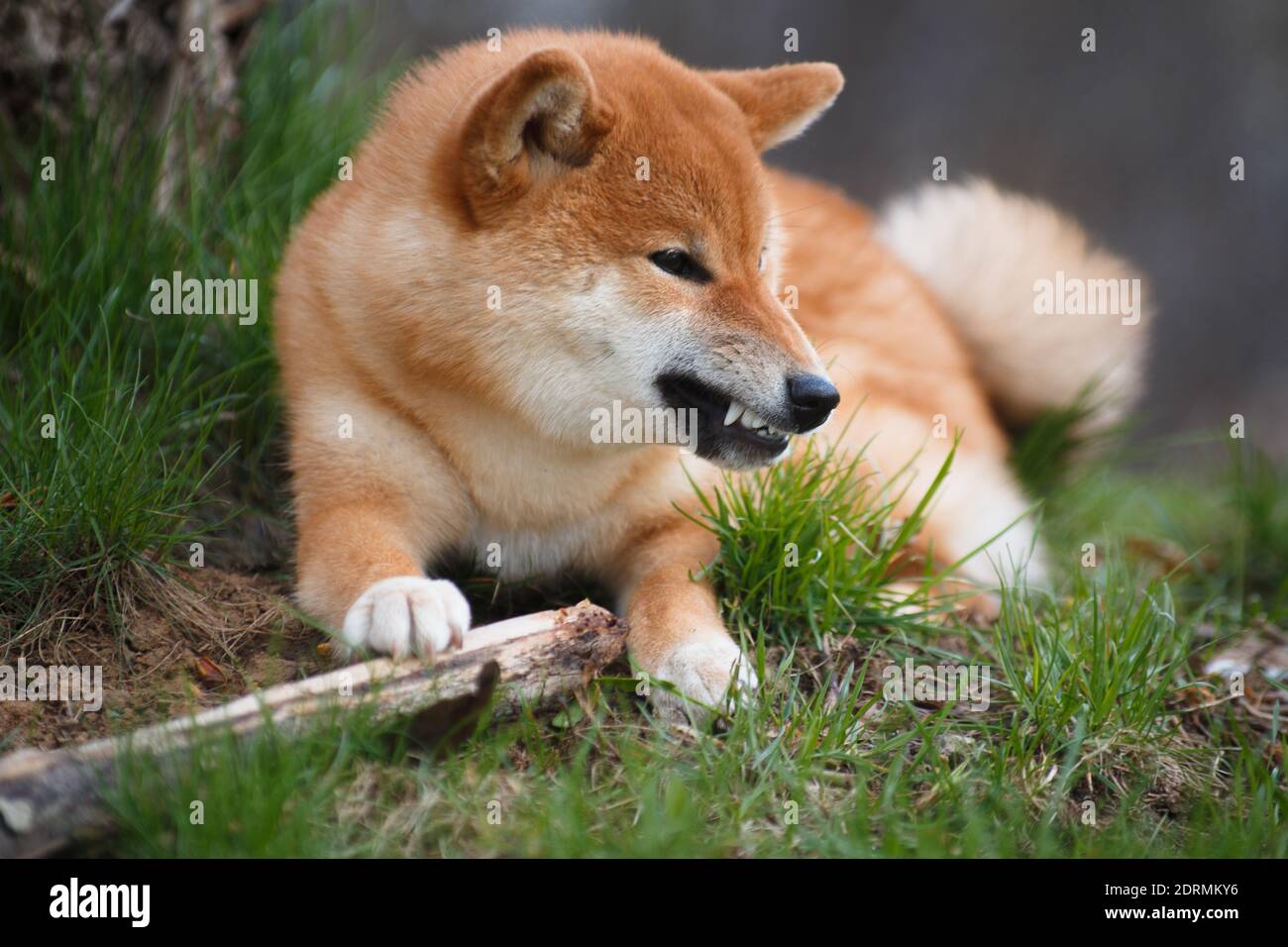 Red color dog, Japanese Shiba Inu breed, outdoors, on the grass shows ...