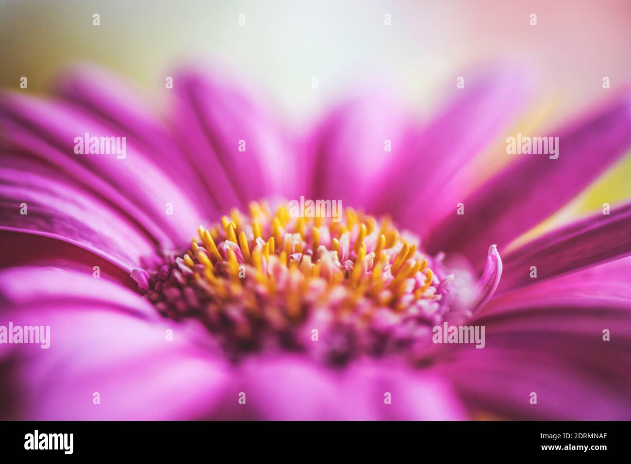 Normal flower hi-res stock photography and images - Alamy