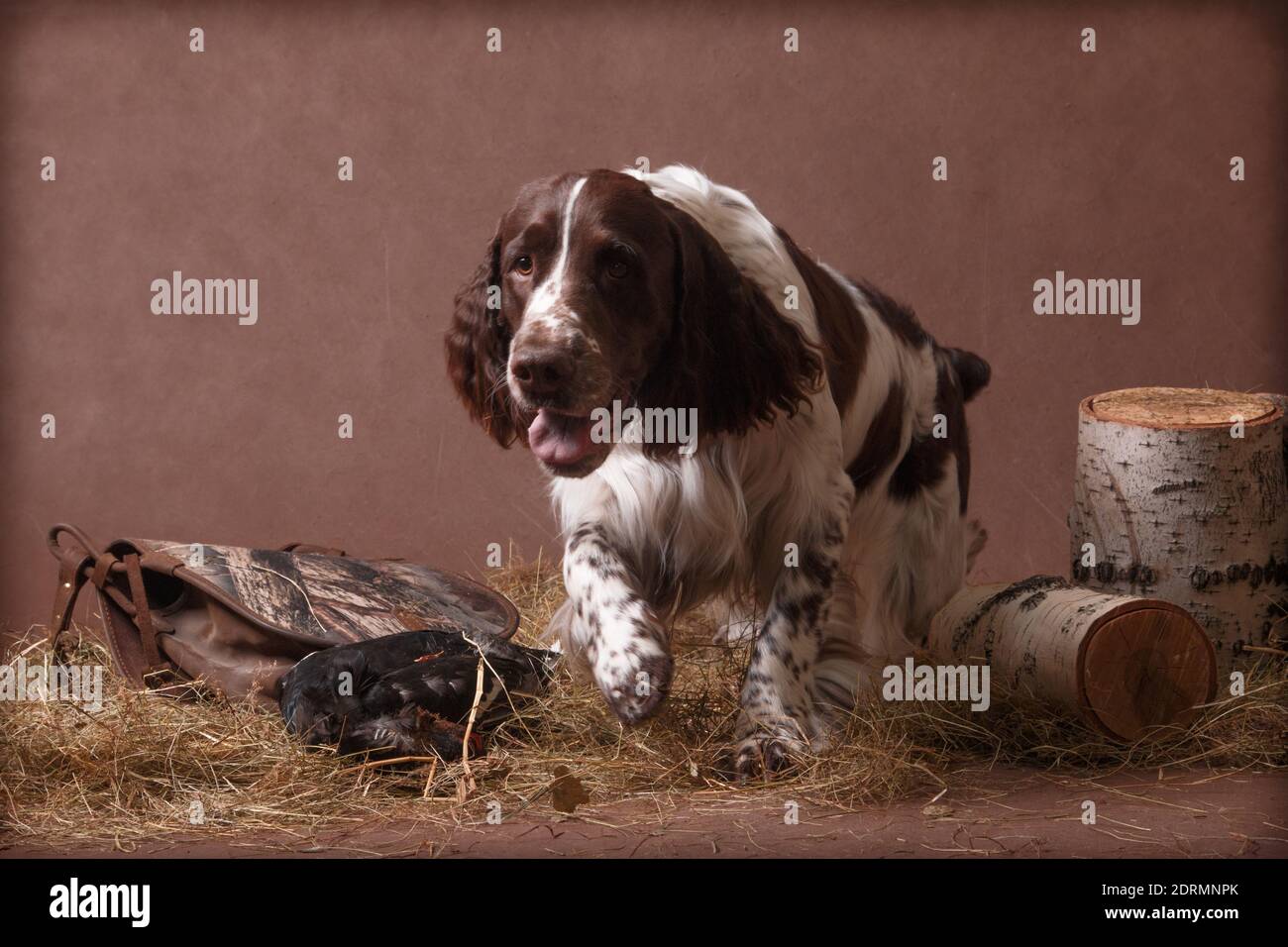 A springer spaniel dog, brown and white in color, runs away in the hay ...