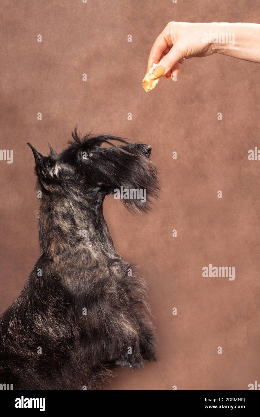 A young dog of tortoise tortie of tortoise color stood on its hind legs ...