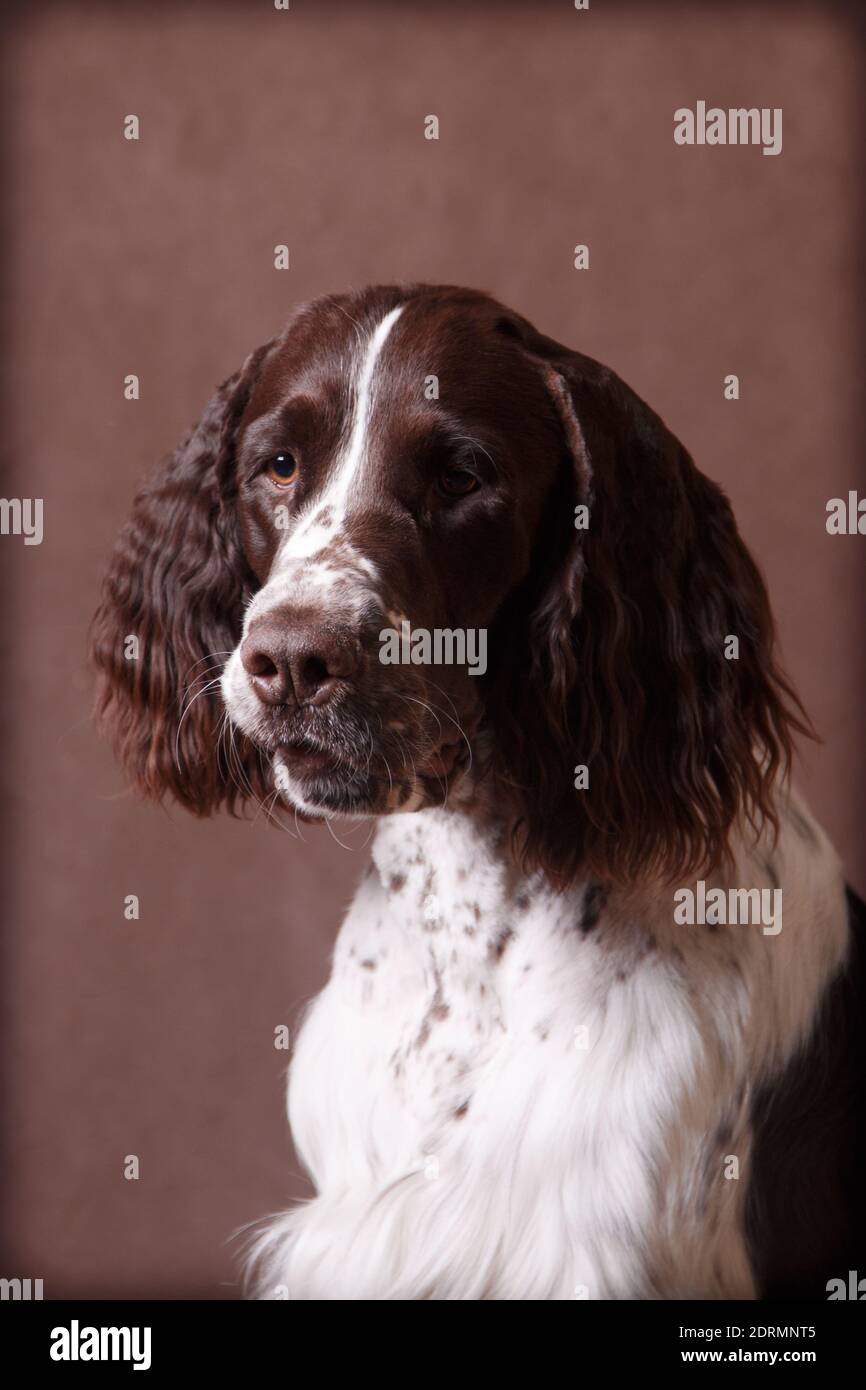 Springer spaniel brown and white hi-res stock photography and images ...