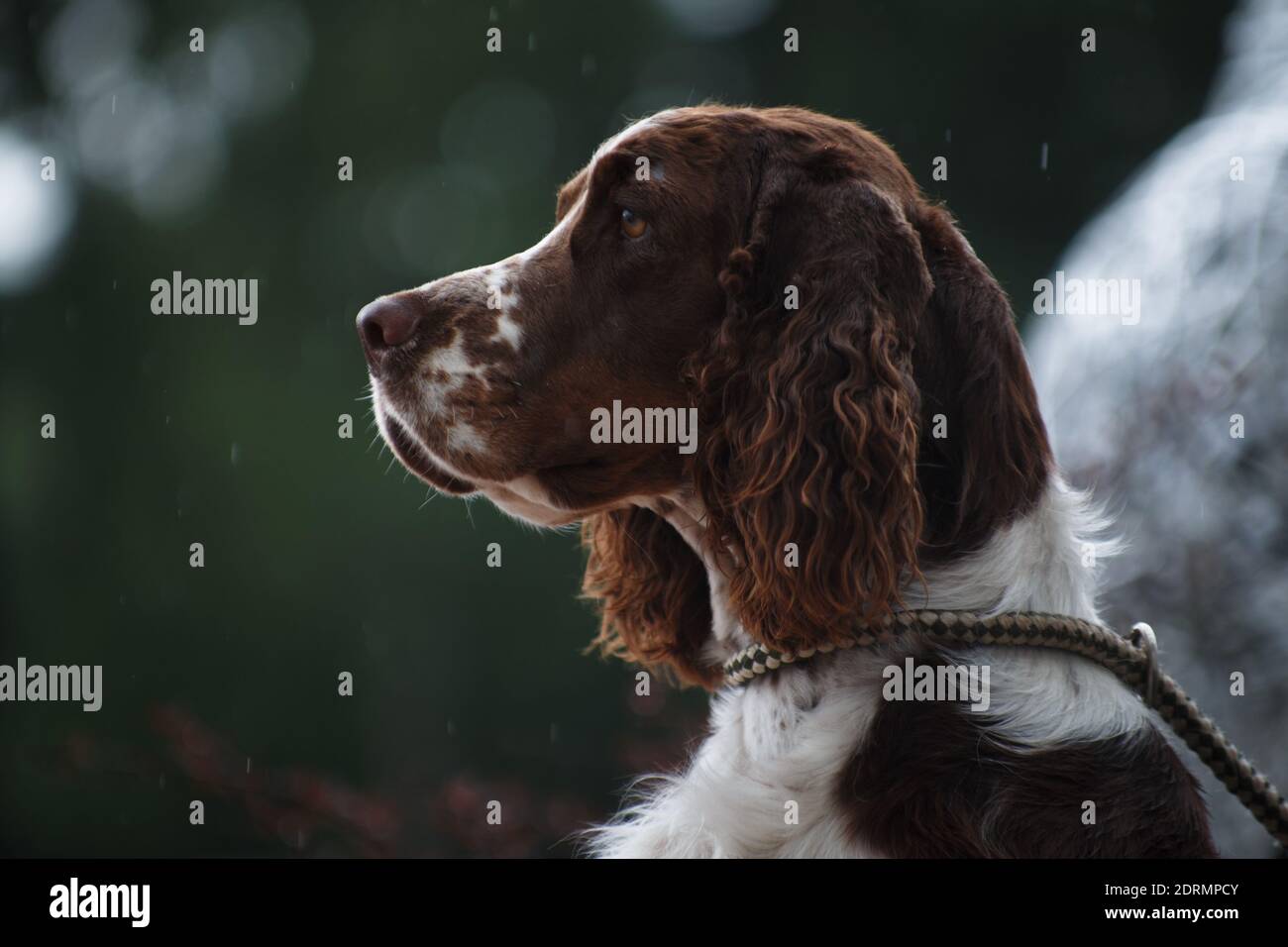 Profile portrait of a white-brown dog of breed Springer Spaniel ...