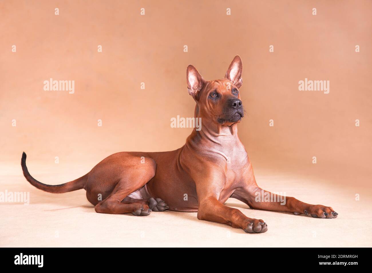 Thai Ridgeback is a national breed of Thailand. And perhaps it is one ...