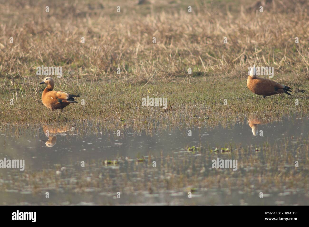 Male ruddy shelduck Tadorna ferruginea to the left and female to the ...
