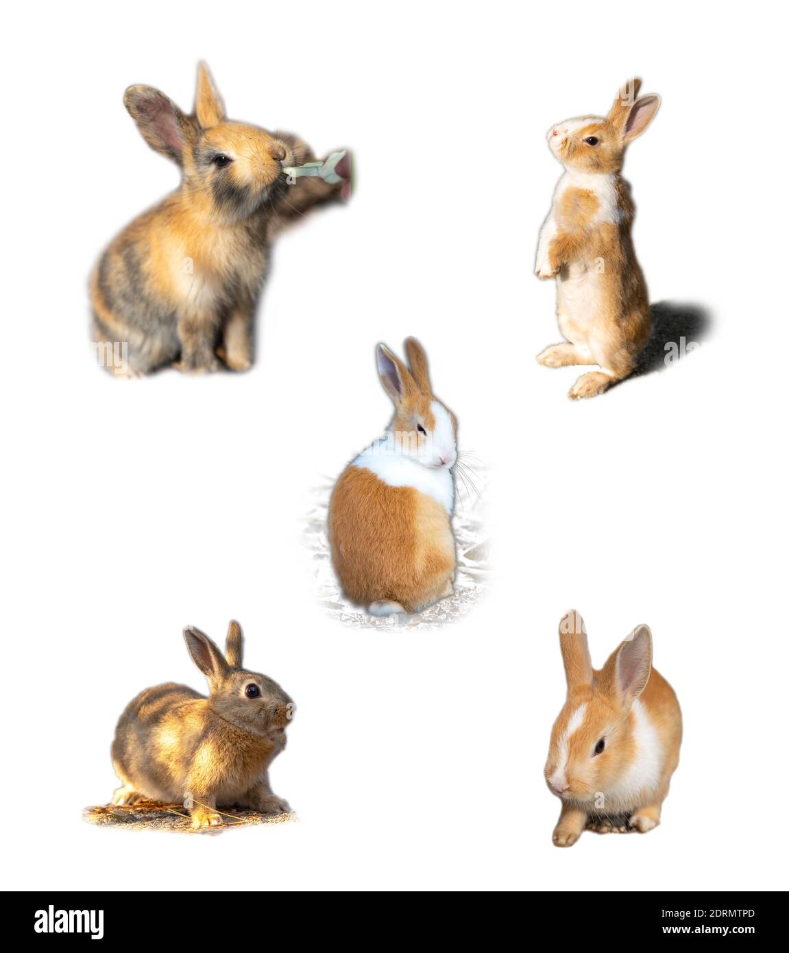 Many variety action of adorable bunny rabbit on white background Stock ...