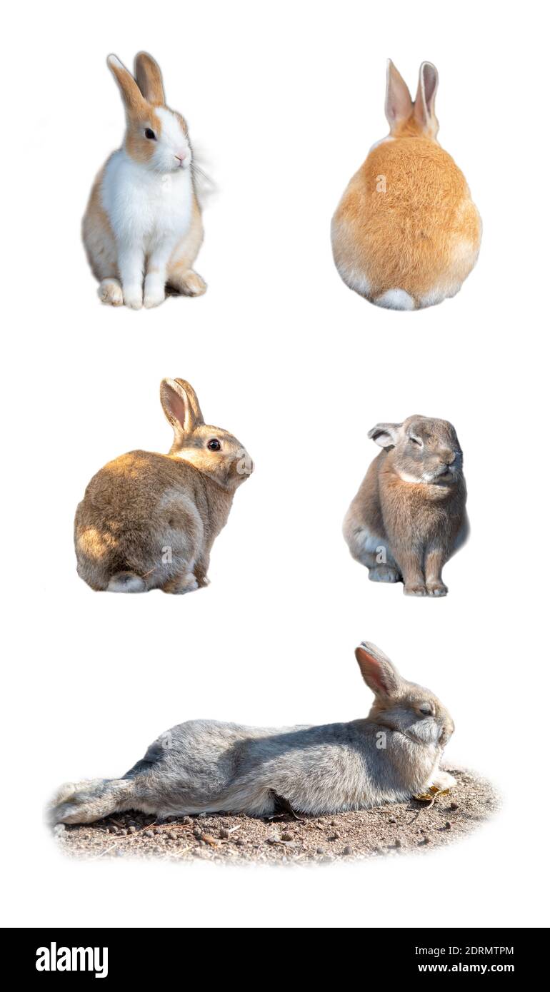 Many variety action of adorable bunny rabbit on white background Stock ...