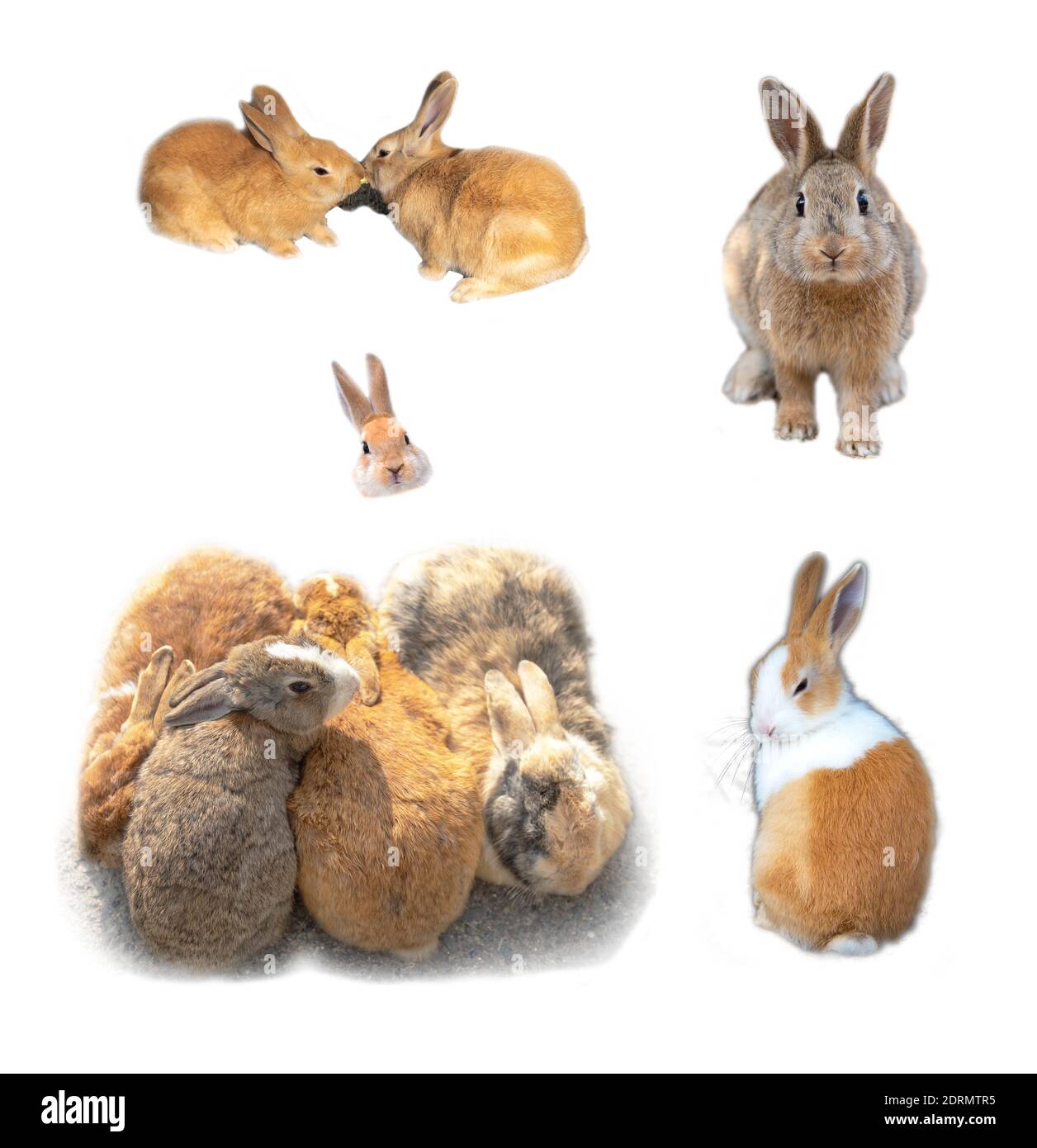 Many variety action of adorable bunny rabbit on white background Stock ...