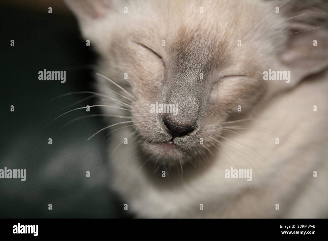 Siames hi-res stock photography and images - Alamy