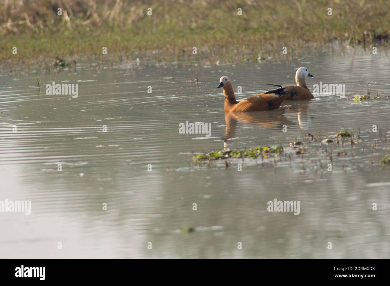 Male ruddy shelduck Tadorna ferruginea to the left and female to the ...