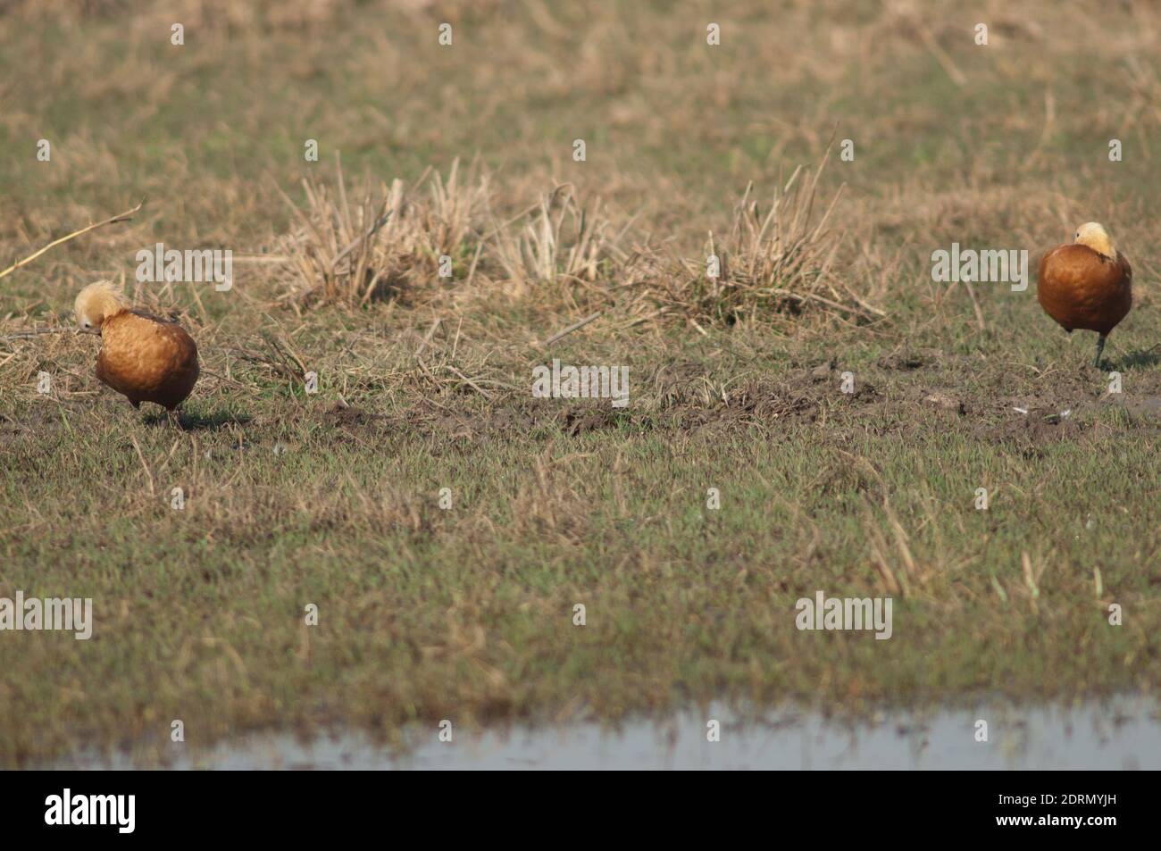 Pair of ruddy shelducks Tadorna ferruginea. Male to the right and ...