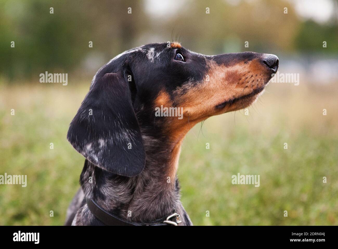 Portrait of a dachshund dog, marbled color, outdoors in profile against ...