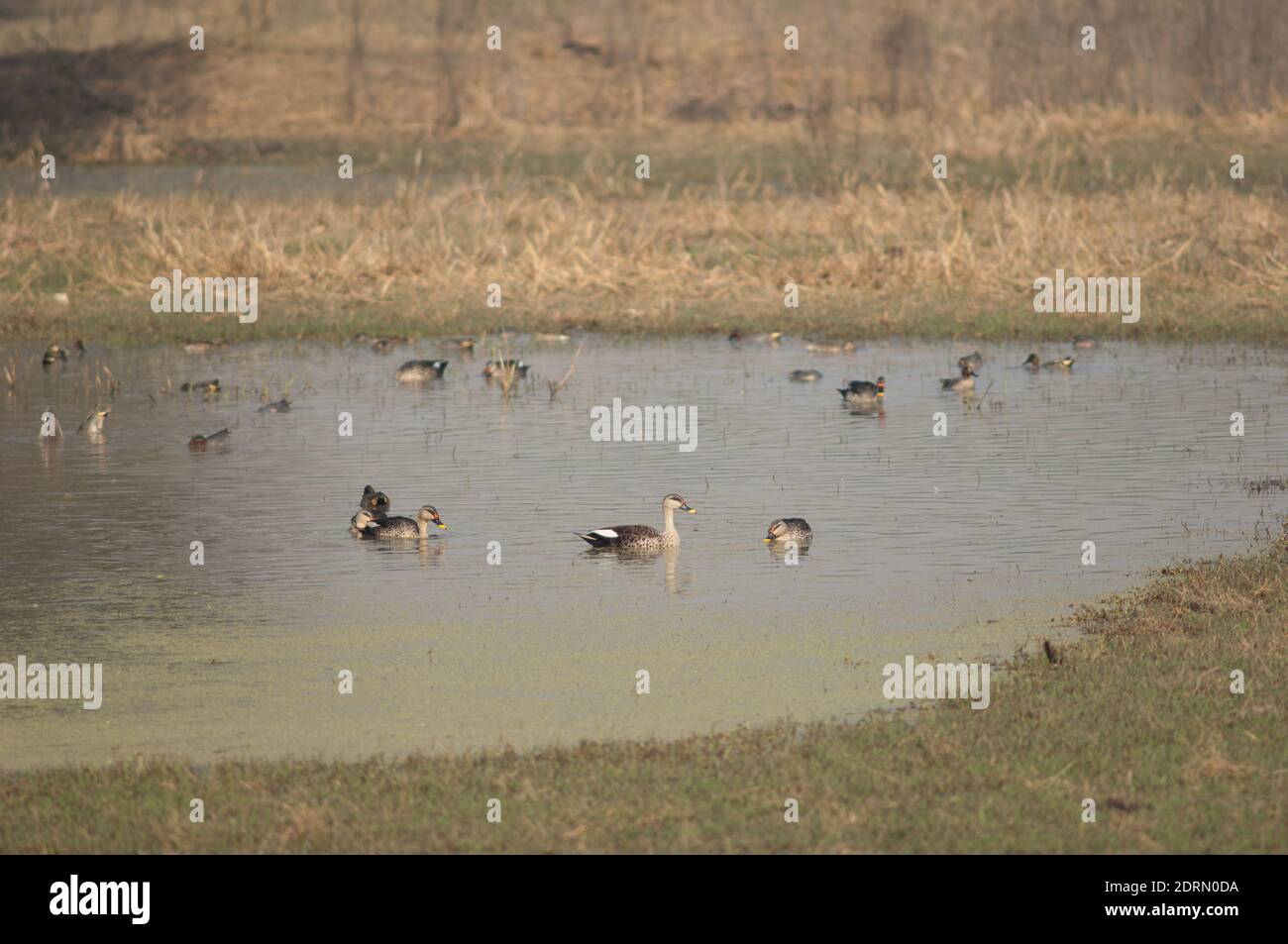 Indian spot-billed ducks Anas poecilorhyncha. Keoladeo Ghana National ...