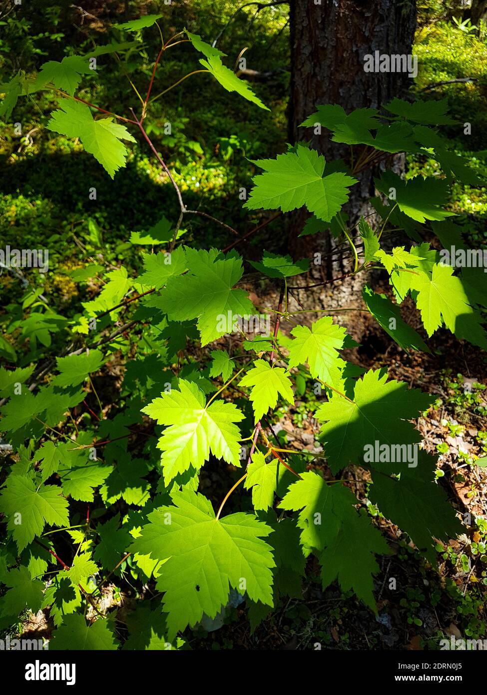 Canada maple nobody forest hi-res stock photography and images - Alamy
