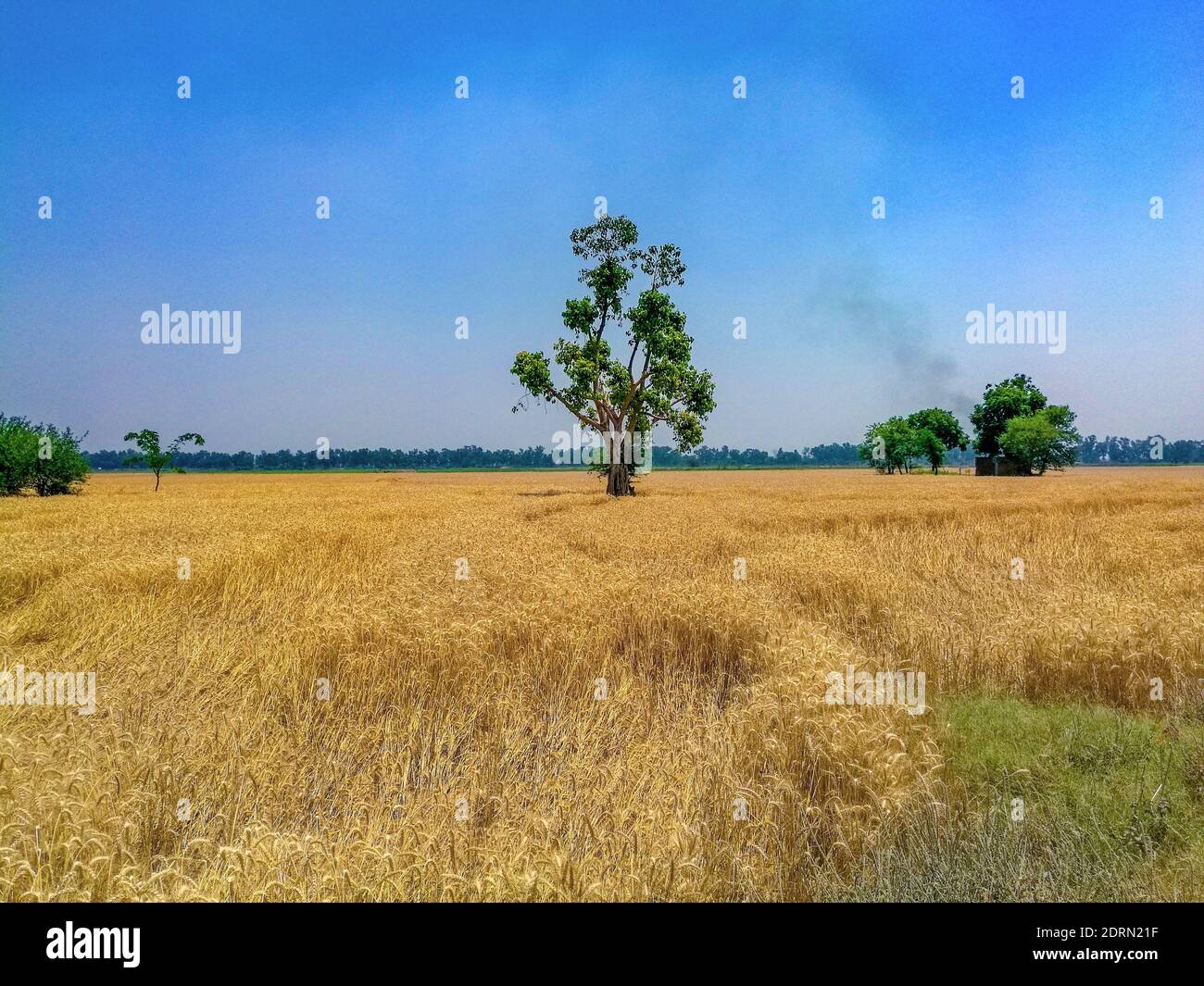Punjab field view hi-res stock photography and images - Alamy
