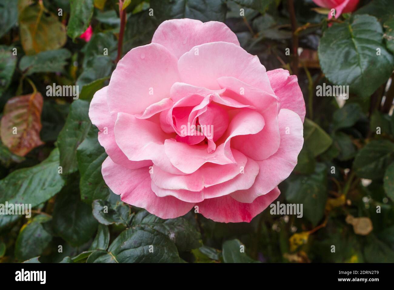 Pink rose in a garden during spring Stock Photo - Alamy