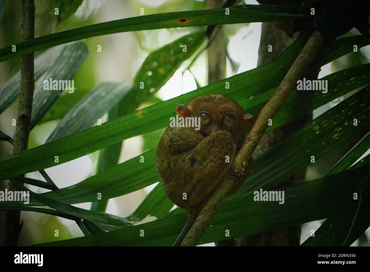 Philippine animals hi-res stock photography and images - Alamy