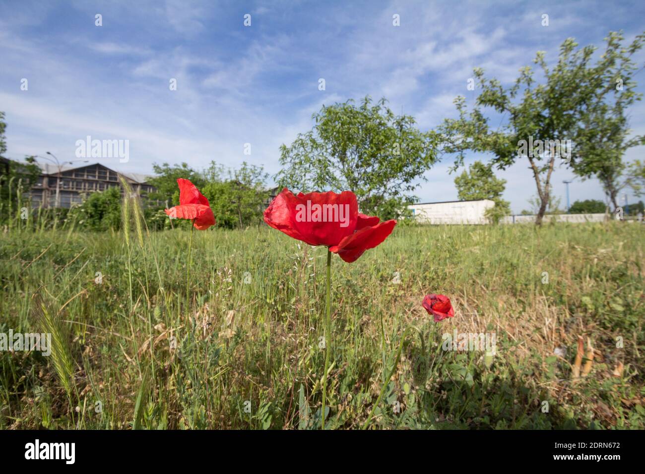 Picture of a red common poppy standing in a field of greend grass. Also ...
