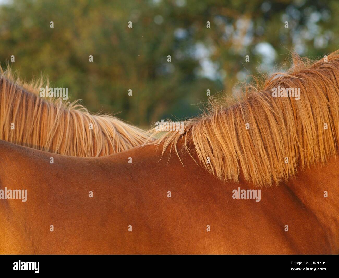 A close up shot showing the back and withers of two Suffolk Punch ...