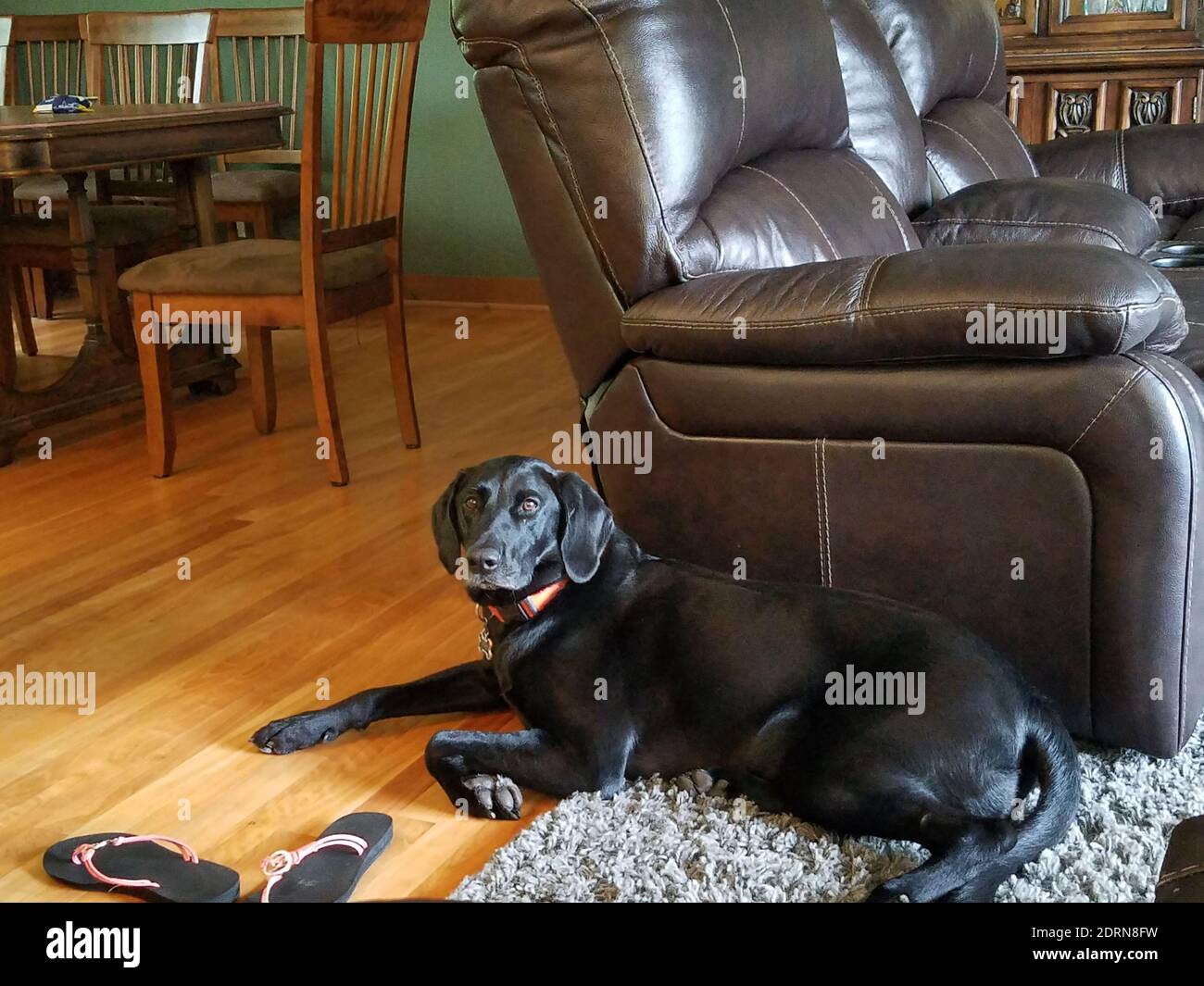 Dog sitting on chair furniture hi-res stock photography and images - Alamy
