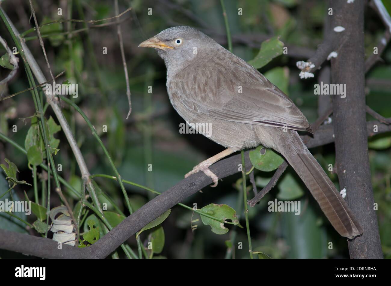 Jungle babbler Turdoides striatus on a branch. Keoladeo Ghana National ...