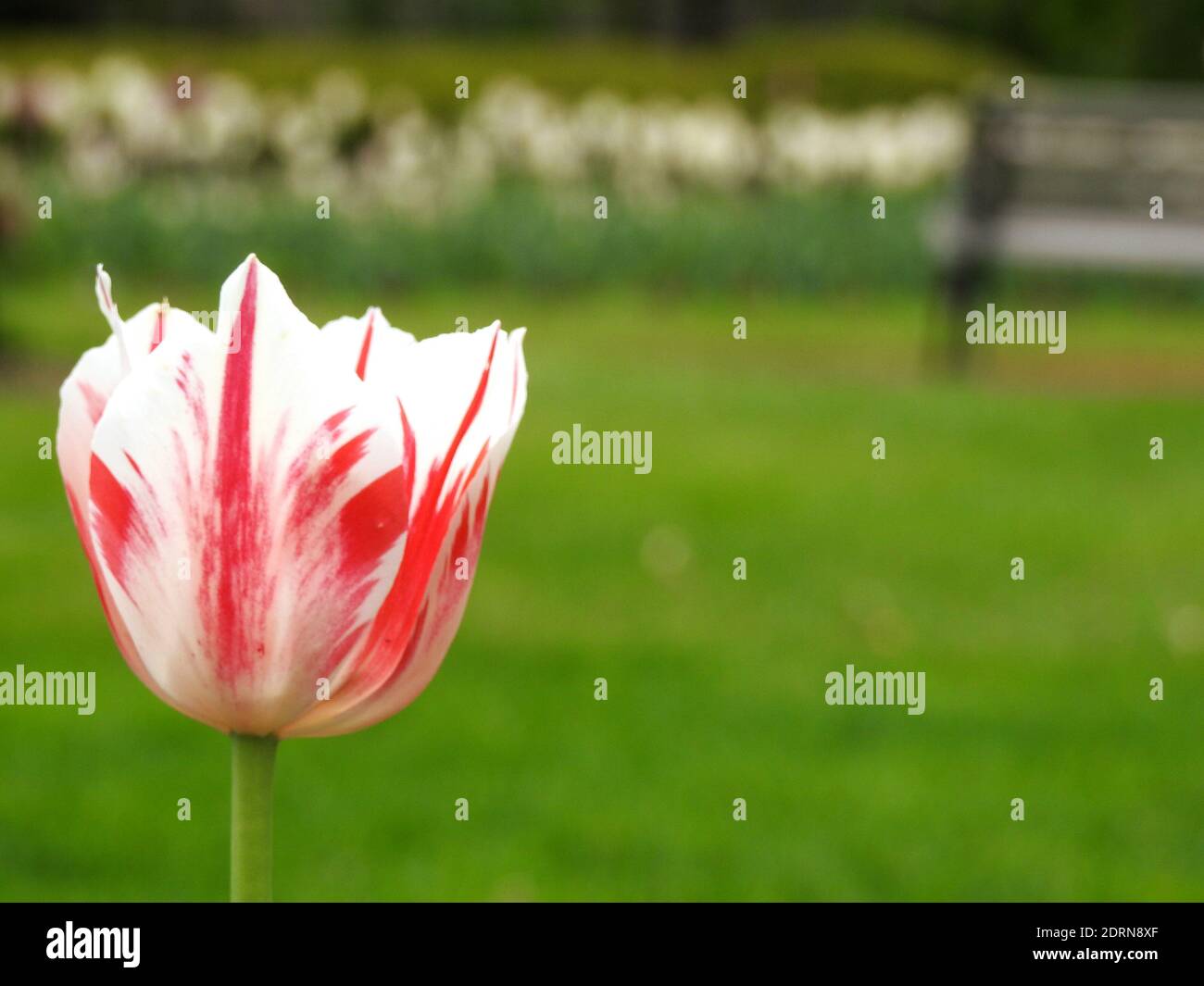 Flamed tulip hi-res stock photography and images - Alamy