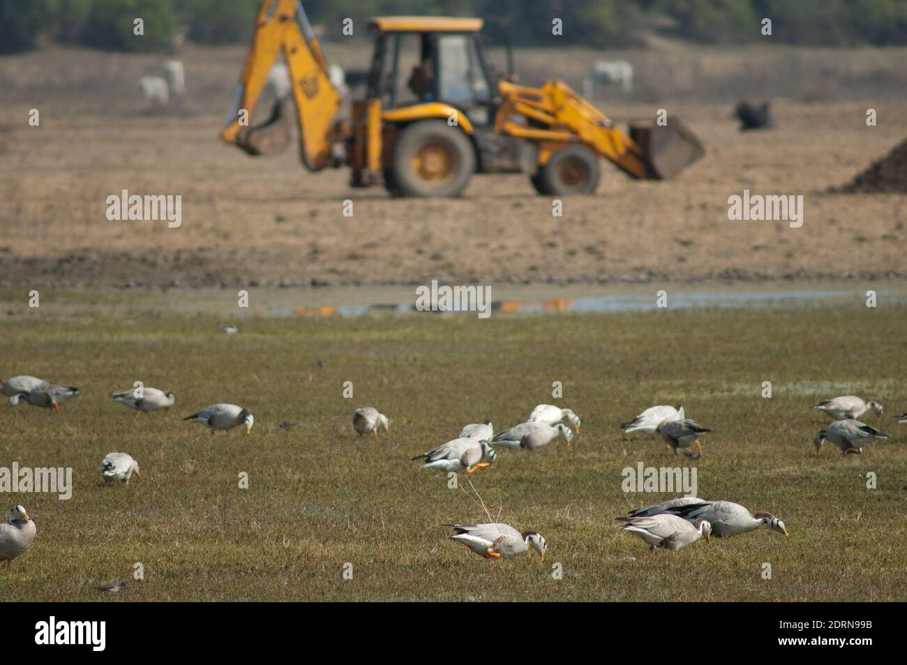 Bar-headed geese Anser indicus feeding and tractor working in the ...