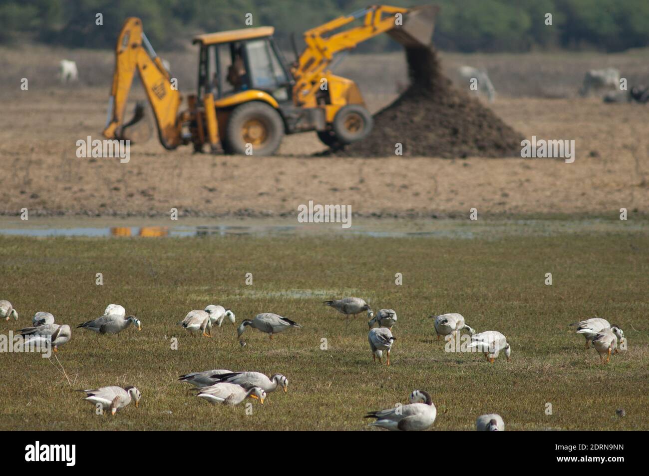 Bar-headed geese Anser indicus feeding and tractor working in the ...
