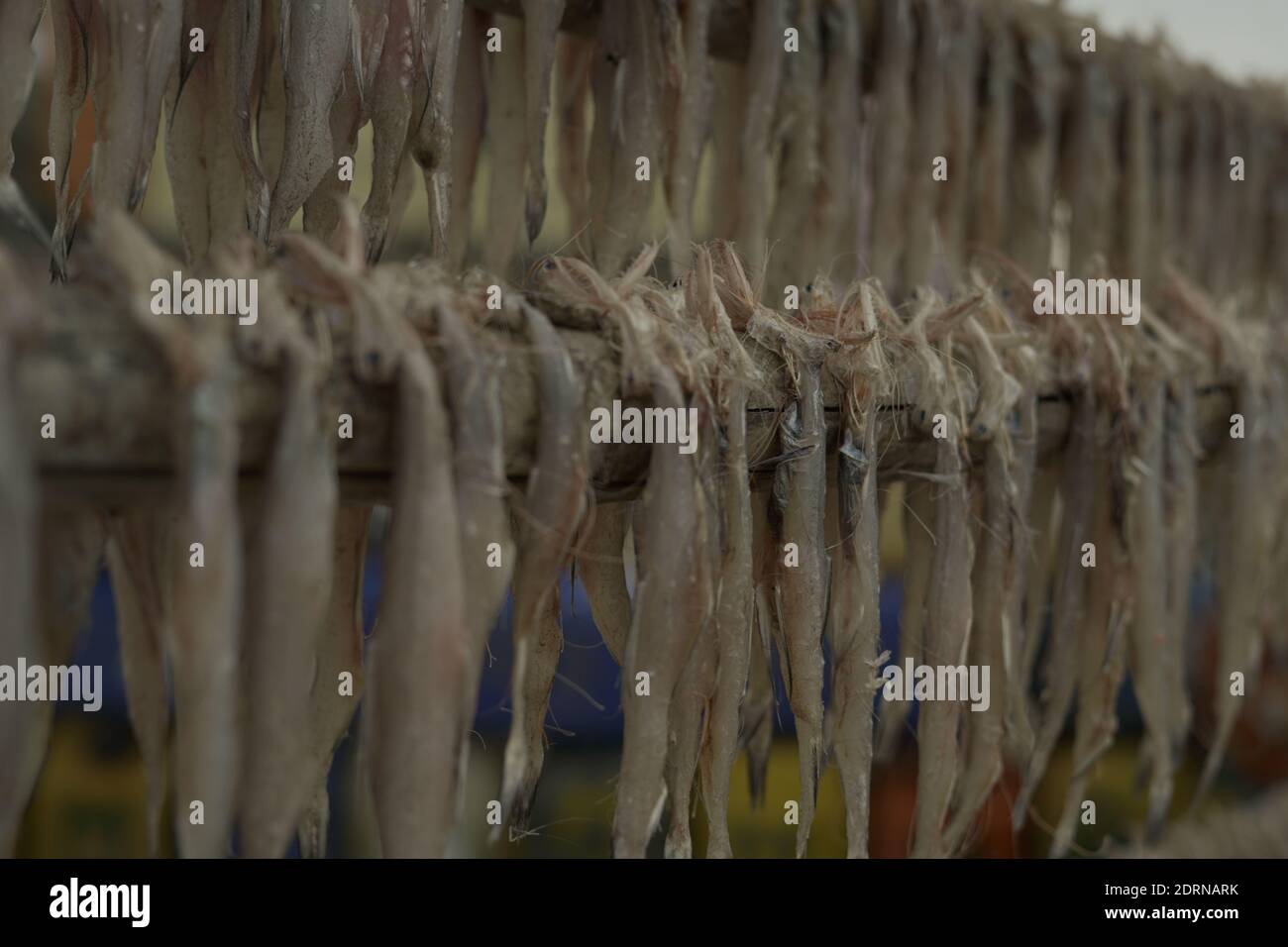 Wet Bombay duck lizard fish or Bombil fish are drying on Bambu wood ...