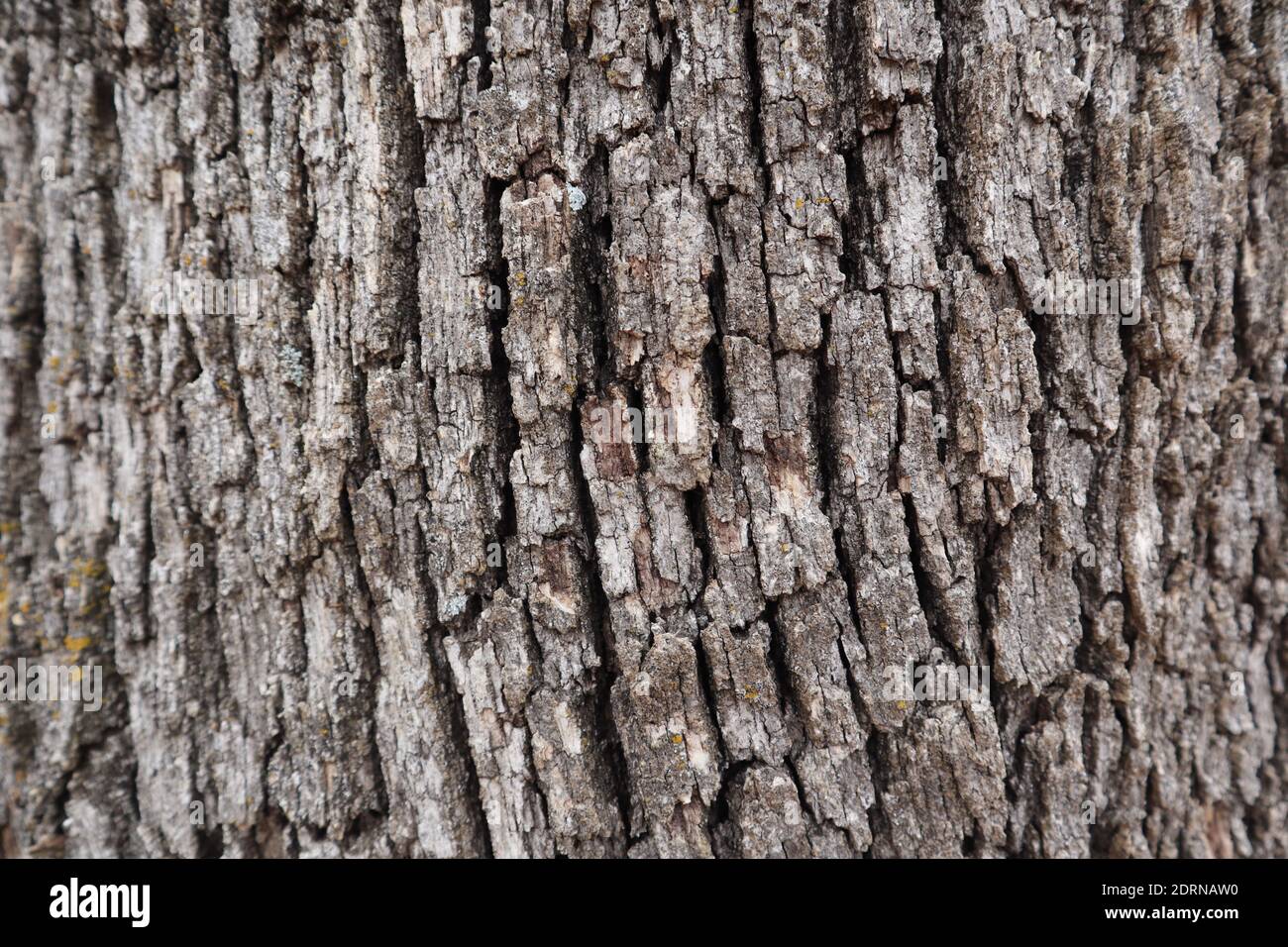 Closeup shot old tree hi-res stock photography and images - Alamy