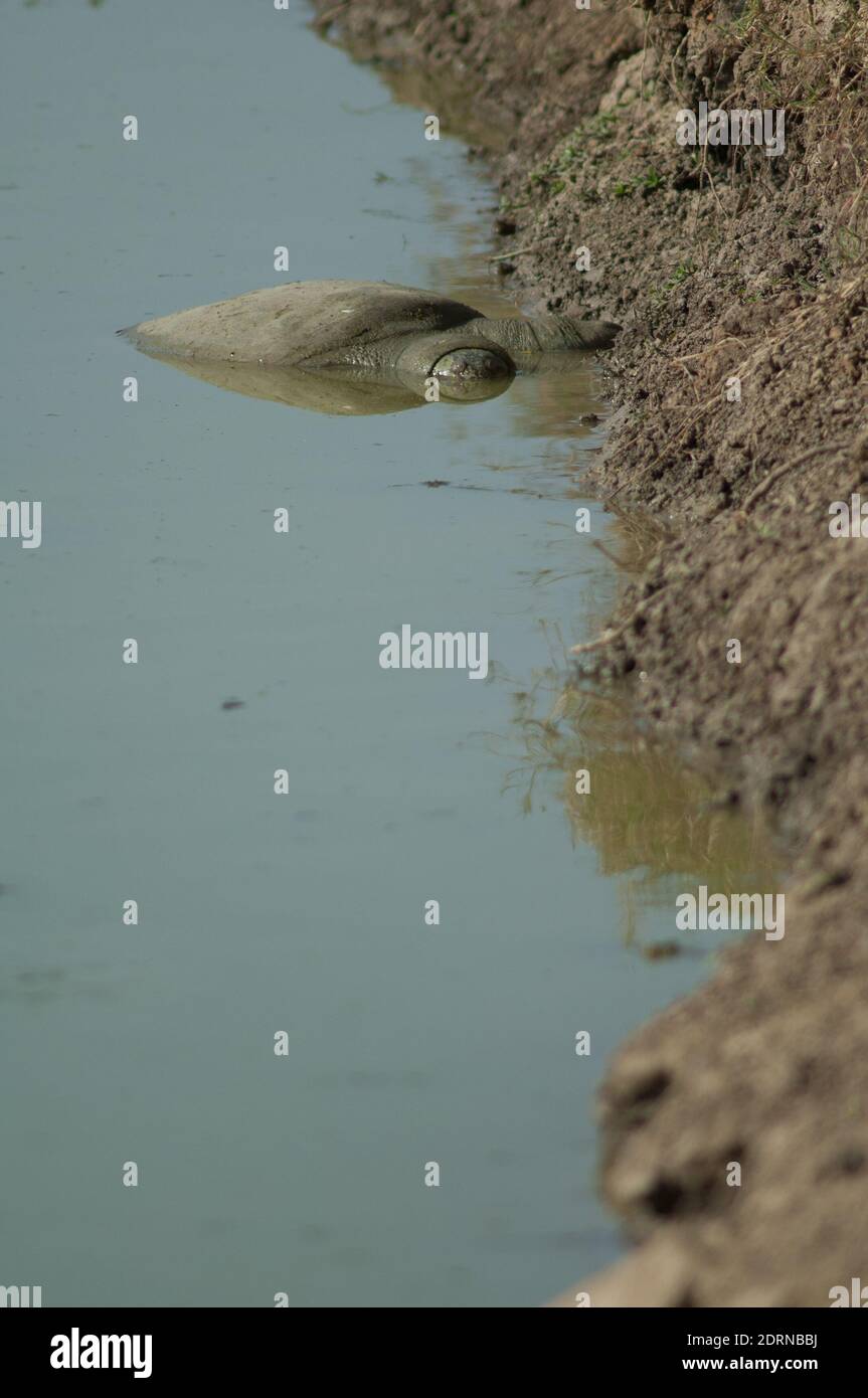 Indian flapshell turtle Lissemys punctata resting on the shore of a ...