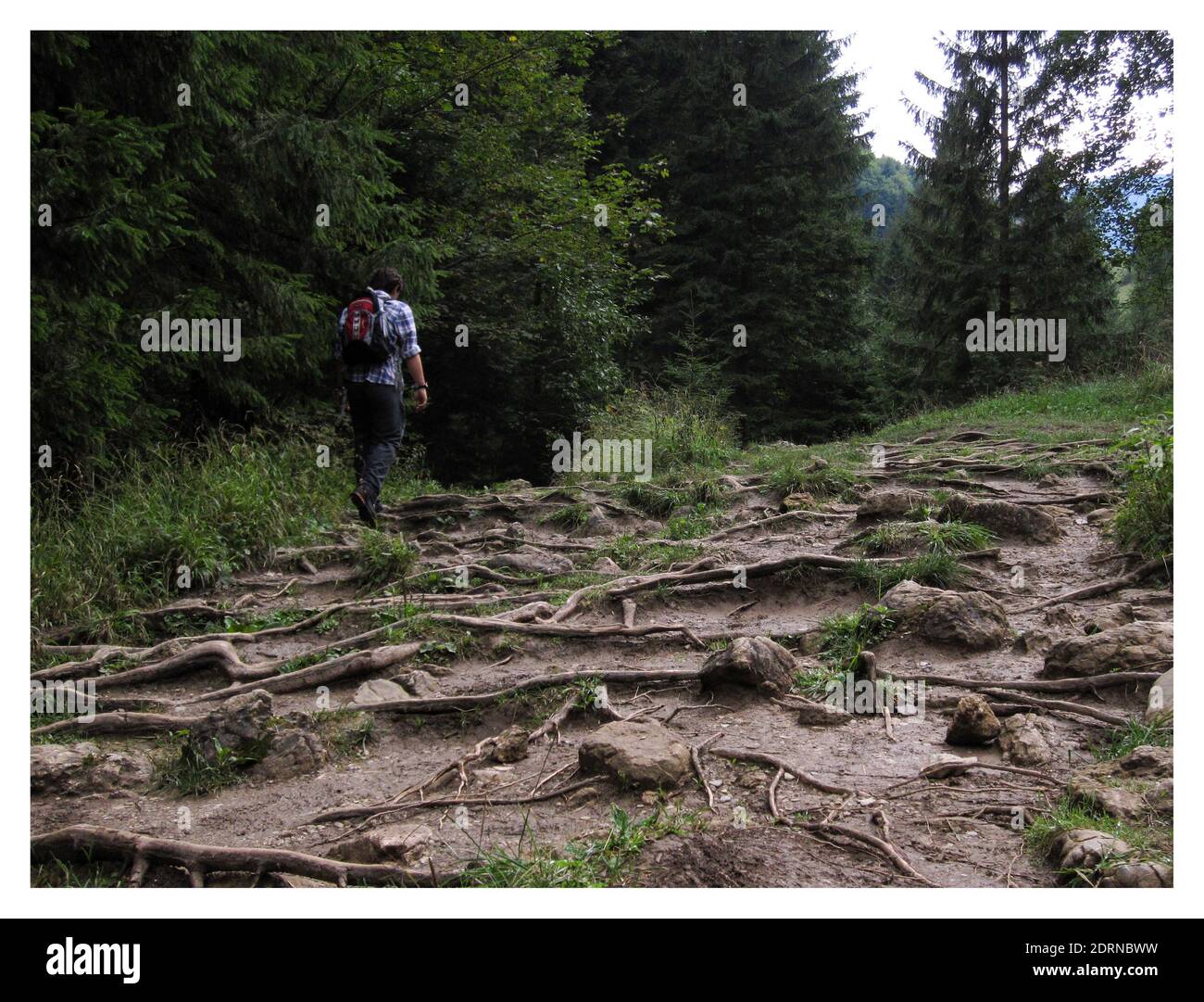 Woodland activity Cut Out Stock Images & Pictures - Alamy
