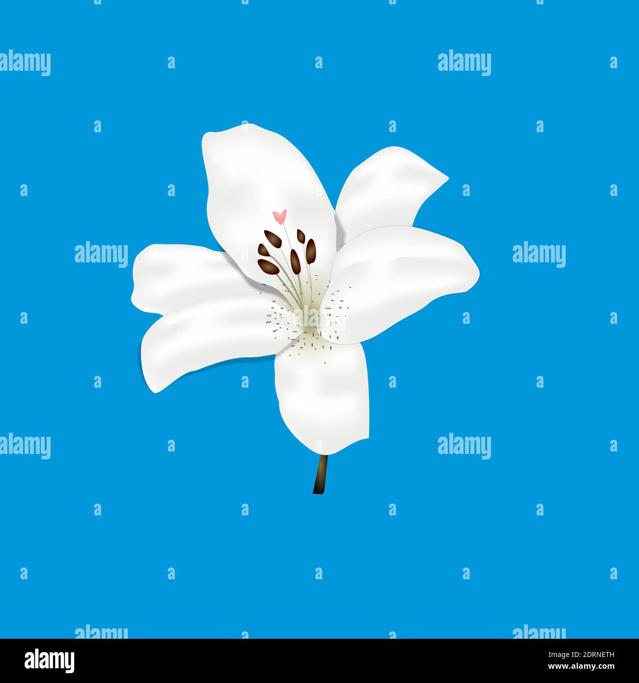 White lily photo art hi-res stock photography and images - Alamy