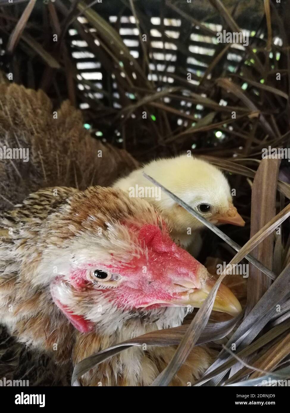 Chicken beak open hi-res stock photography and images - Alamy