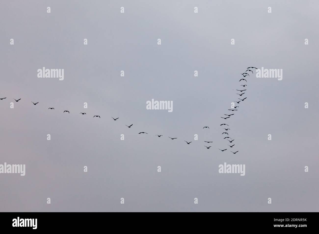 Birds flying v shape hi-res stock photography and images - Alamy