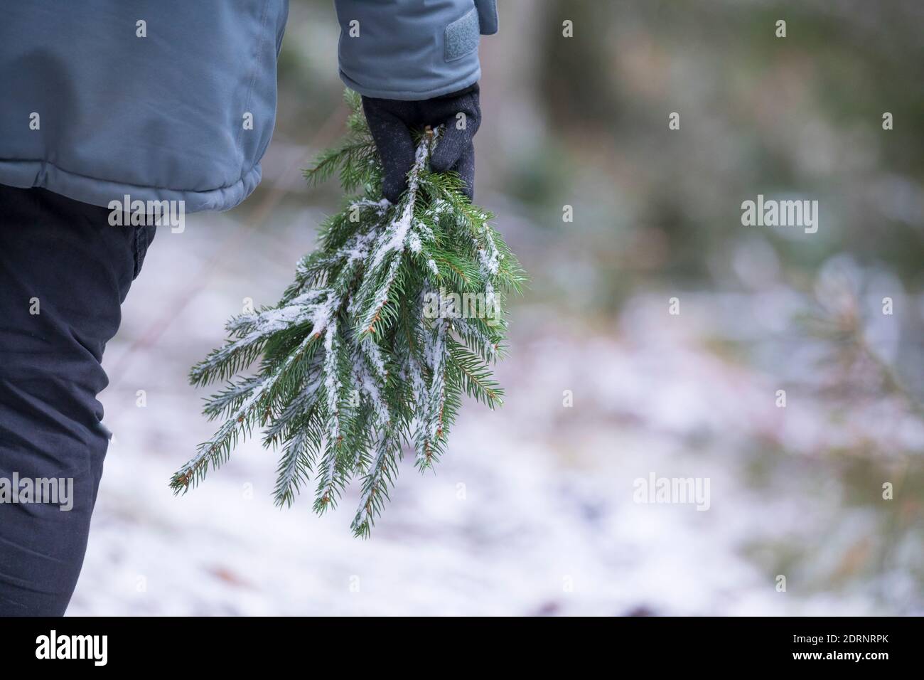Fichtennadel ernte hi-res stock photography and images - Alamy