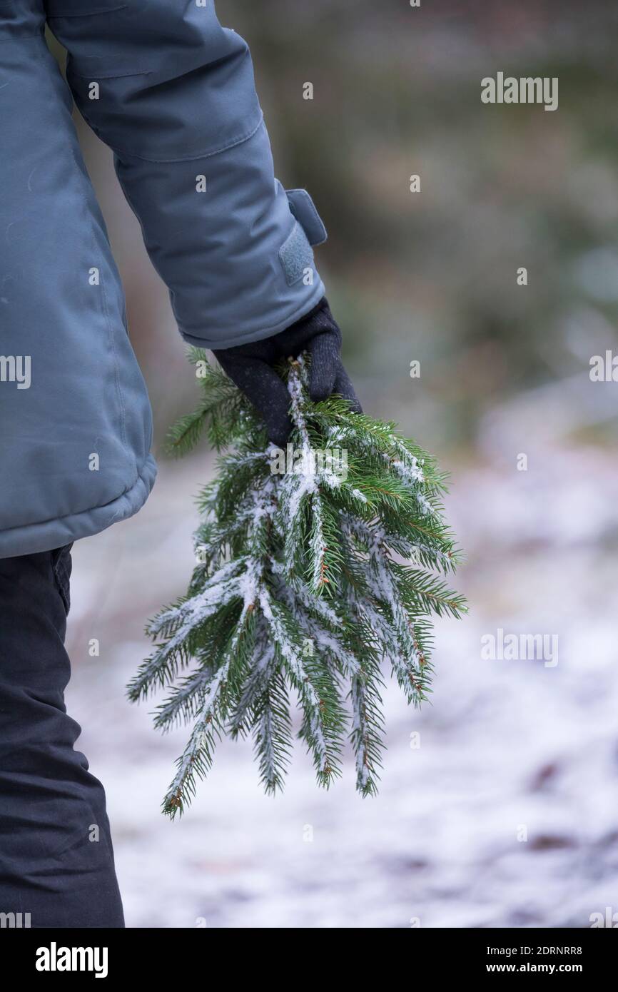 Fichtennadeln hi-res stock photography and images - Alamy