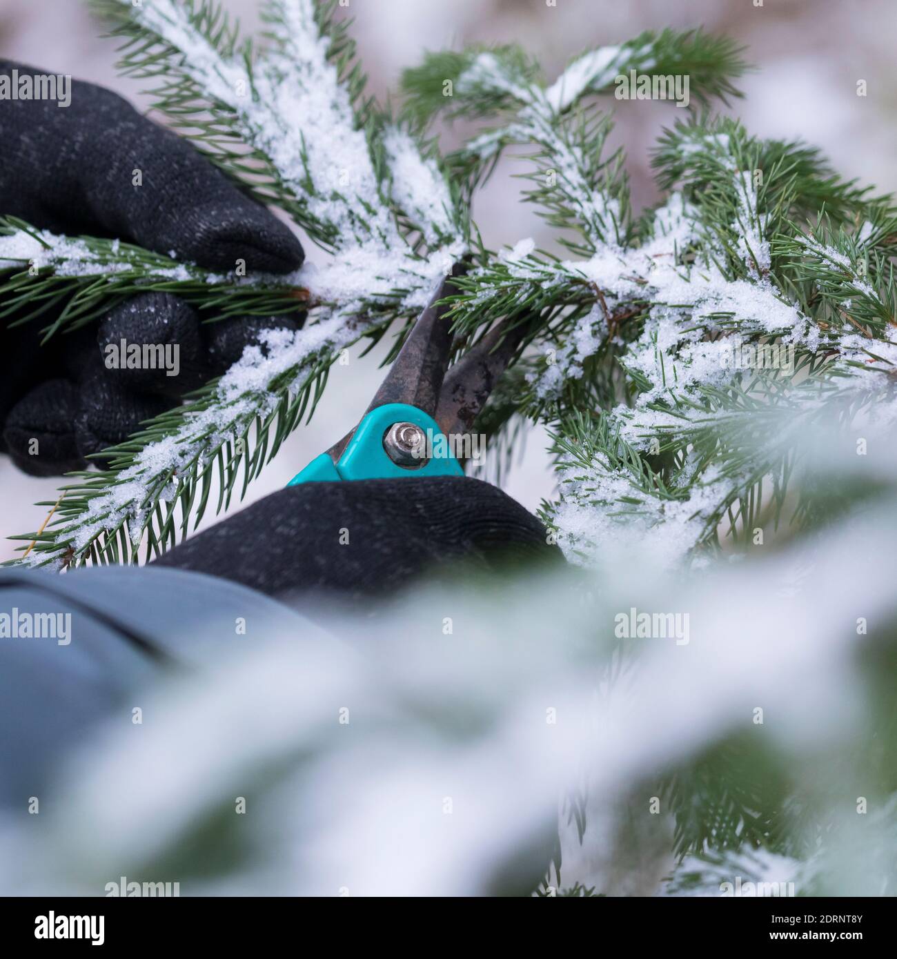 Fichtenzweige-sammeln, Fichtennadel-Ernte, Fichtenernte, Kräuterernte ...