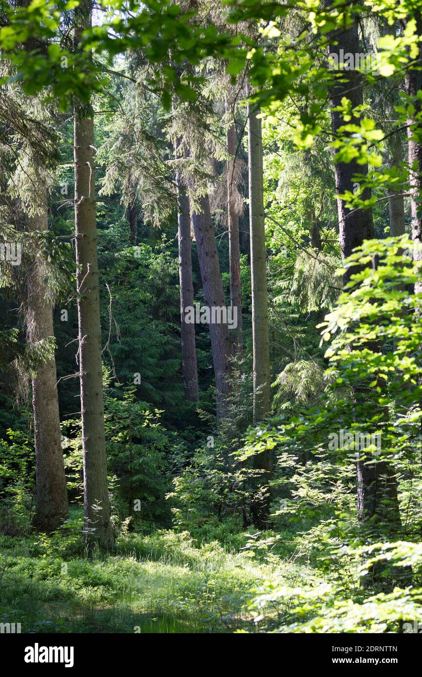 Fichtenwald, Nadelwald, Mischwald, Wald, Fichte, Fichten, Gewöhnliche ...