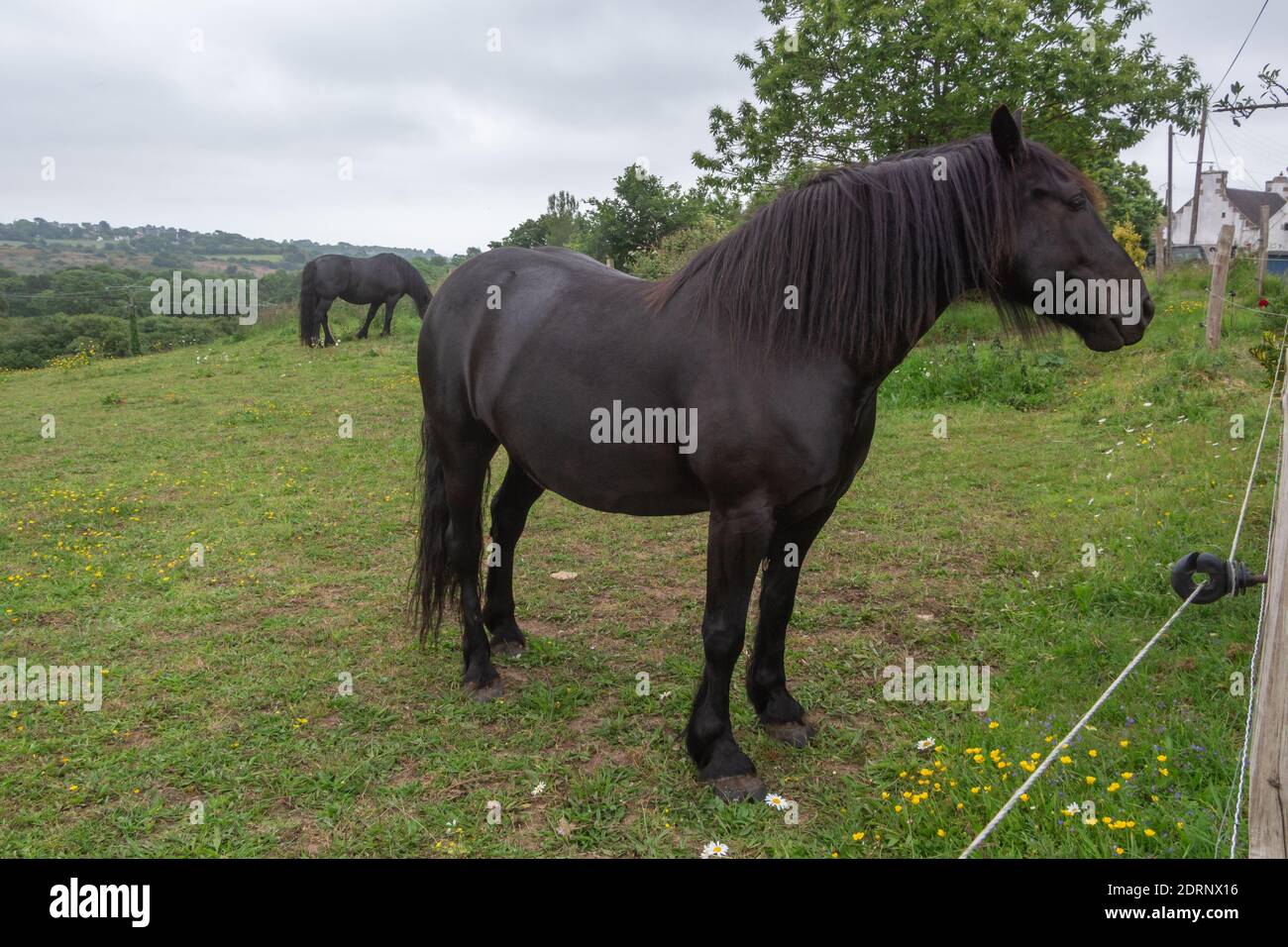 Merens horse hi-res stock photography and images - Alamy
