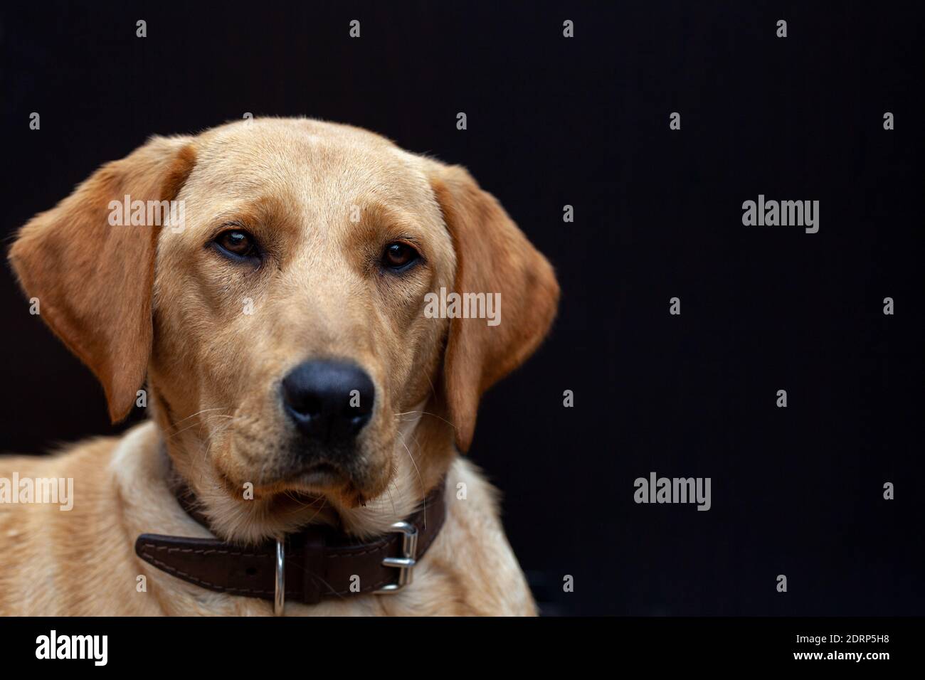 Blonde Labrador retriever dog portrait. High quality photo Stock Photo ...