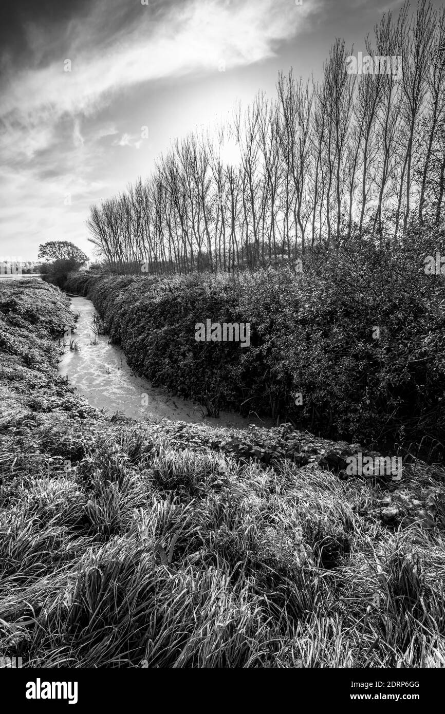 Black and white of tree and river in countryside Stock Photo - Alamy